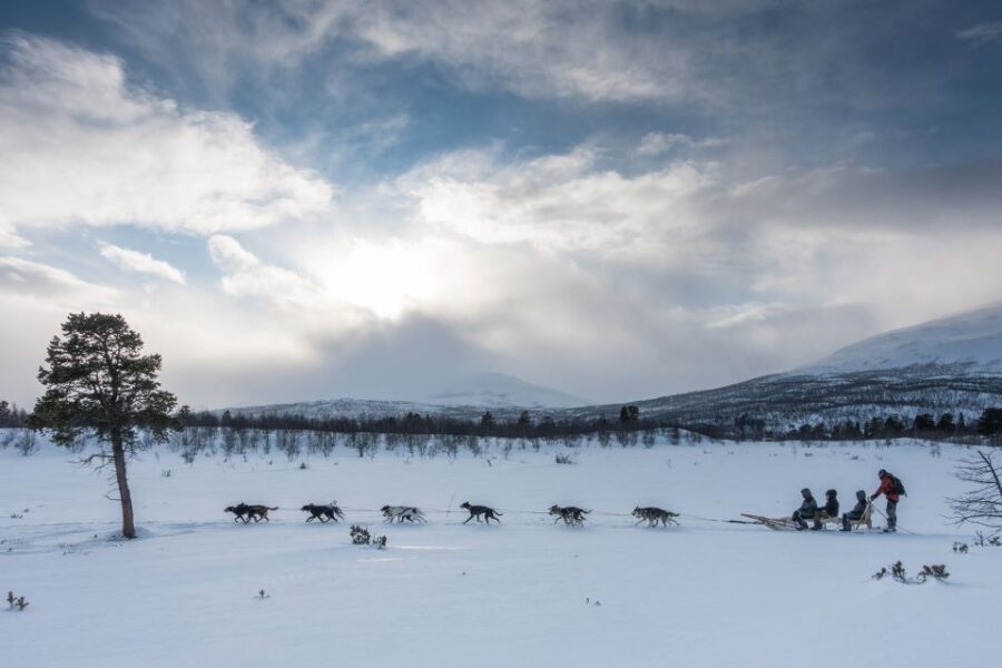 From Abisko: Dog Sledding Excursion to Kiruna with Fika - Final Thoughts: Who Will Love This Experience?