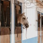 From Albufeira: Half-Day Hidden Gems & Horse Riding Tour - Horseback Riding: Nature and Endangered Species