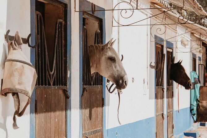 From Albufeira: Half-Day Hidden Gems & Horse Riding Tour - Horseback Riding: Nature and Endangered Species