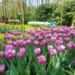 From Amsterdam: Tulip Tour Keukenhof & City Tour Delft - Exploring Delft: A Town of Blue and Medieval Charm