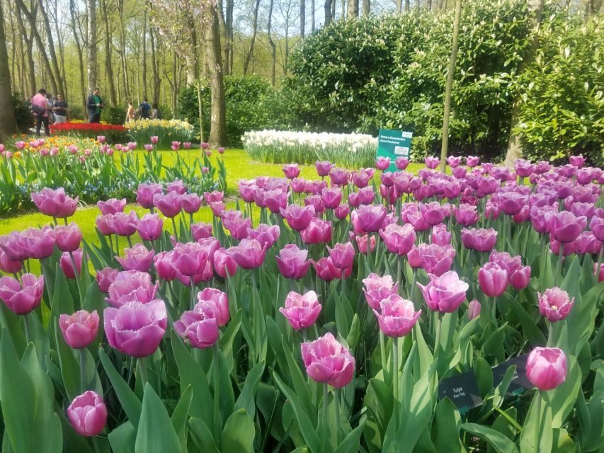 From Amsterdam: Tulip Tour Keukenhof & City Tour Delft - Exploring Delft: A Town of Blue and Medieval Charm