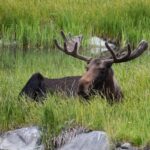 From Anchorage: Valley of Glaciers & Wildlife Center Tour - Transportation and Group Size