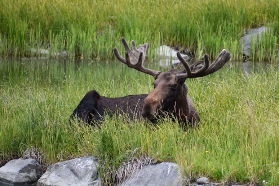 From Anchorage: Valley of Glaciers & Wildlife Center Tour - Transportation and Group Size