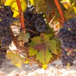 From Atlanta: Half-Day or Full-Day Wine Country Tasting Trip - A Detailed Breakdown of the Tour Experience