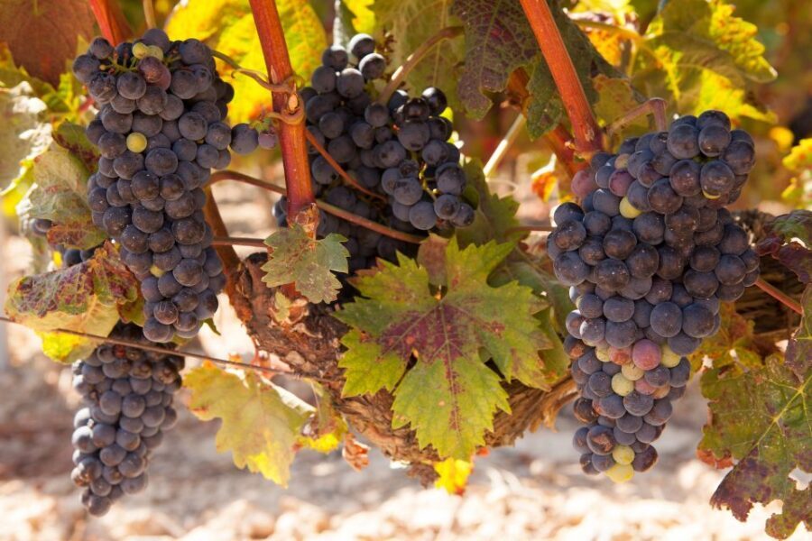 From Atlanta: Half-Day or Full-Day Wine Country Tasting Trip - A Detailed Breakdown of the Tour Experience