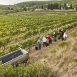 From Barcelona: Wine Cellar Visit in Penedes with Tasting - What Travelers Say: Authentic Insights