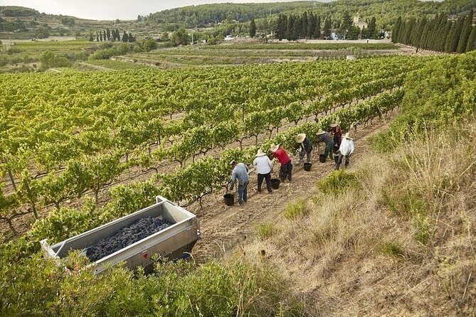 From Barcelona: Wine Cellar Visit in Penedes with Tasting - What Travelers Say: Authentic Insights