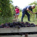 From Belgrade or Novi Sad: Private Wine Tour in Fruska Gora - Frequently Asked Questions