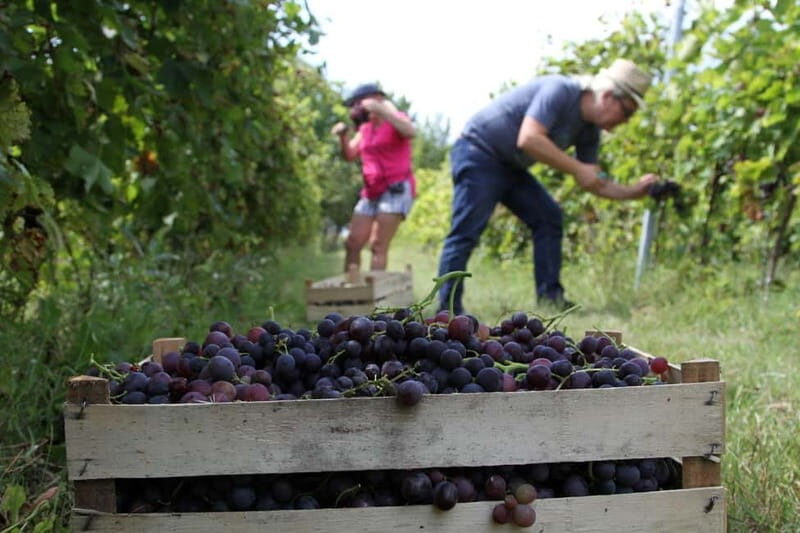 From Belgrade or Novi Sad: Private Wine Tour in Fruska Gora - Frequently Asked Questions