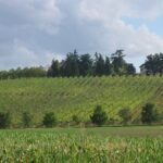From Bologna: Wine Tasting and Vineyard Tour with the winemaker - What to Expect from the Vineyard Tour