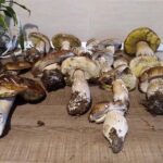 From Brasov: Half-Day Foraging Lesson - What Travelers Say About This Experience