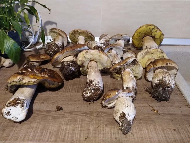 From Brasov: Half-Day Foraging Lesson - What Travelers Say About This Experience