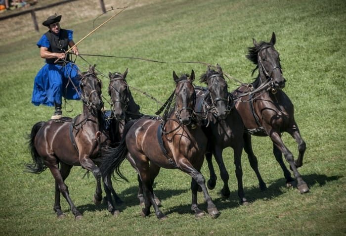 From Budapest: Puszta Horse Show and Countryside Visit - Authentic Experiences and Highlights