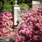 From Charleston: Boone Hall Plantation Entry with Transfers - Who Will Love This Tour?
