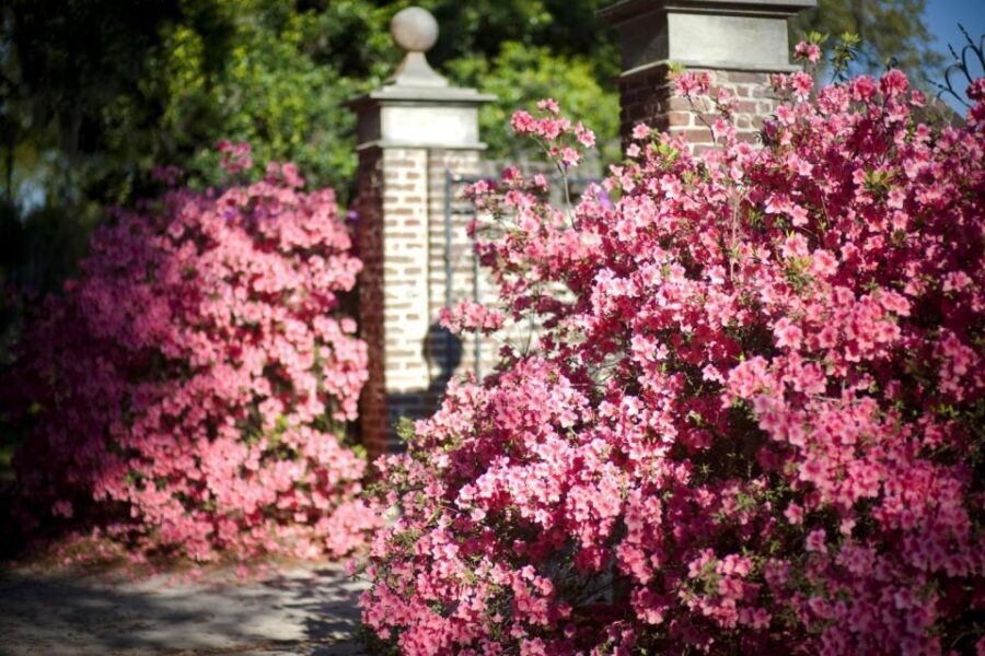 From Charleston: Boone Hall Plantation Entry with Transfers - Who Will Love This Tour?