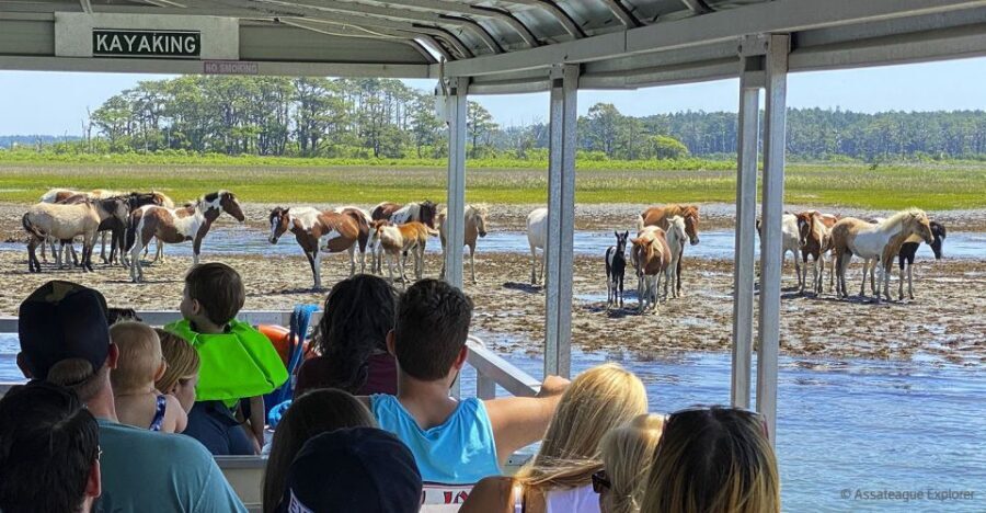 From Chincoteague Island: Assateague Island Boat Tour - What Travelers Are Saying