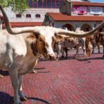 From Dallas: Fort Worth Guided Day Tour - Watching the Cattle Drive