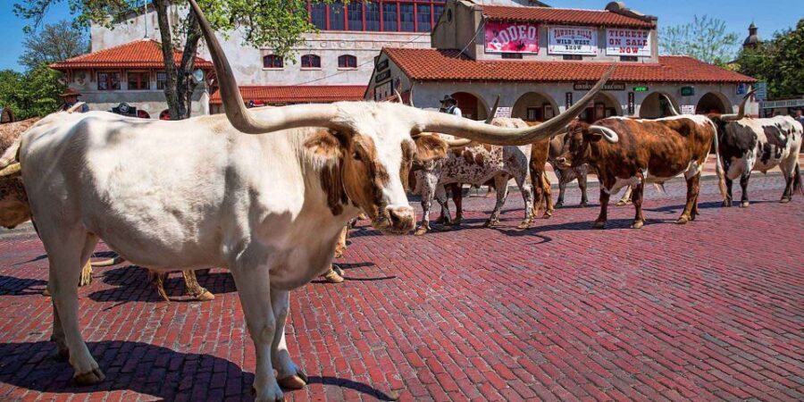 From Dallas: Fort Worth Guided Day Tour - Watching the Cattle Drive