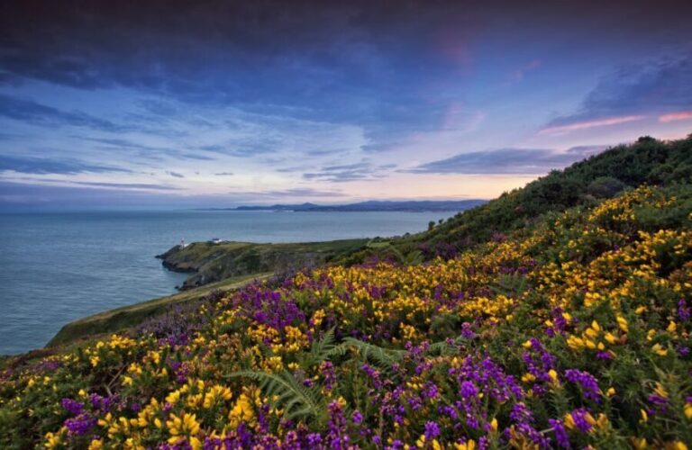 From Dublin: Half-Day Guided Coastal Tour to Howth Village - Who Will Love This Tour?