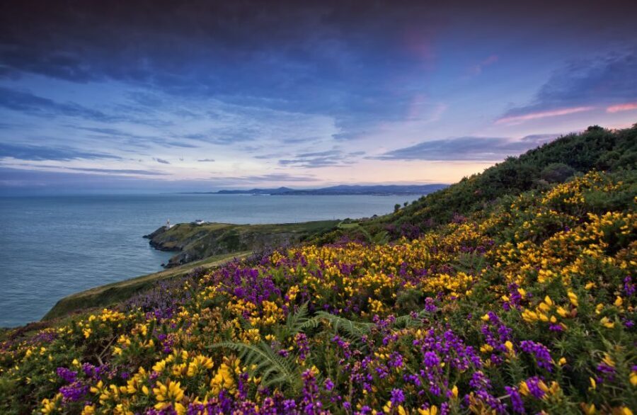 From Dublin: Half-Day Guided Coastal Tour to Howth Village - Who Will Love This Tour?