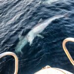 From Fazana: Private sunset dolphin tour - Detailed Breakdown of the Experience