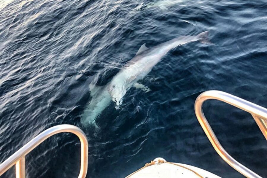 From Fazana: Private sunset dolphin tour - Detailed Breakdown of the Experience