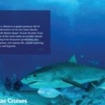 From Fort Lauderdale: Bimini Island Day Trip by Ferry - The Itinerary in Detail