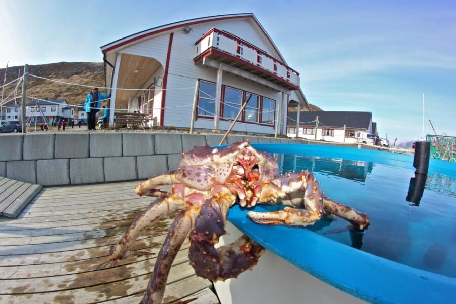 From Honningsvåg: VIP North Cape and Kingcrab Tour - Exploring the Itinerary: What Makes This Tour Special