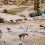 From Istanbul: Cappadocia, Ephesus, & Pamukkale Private Tour - The Value of the Experience
