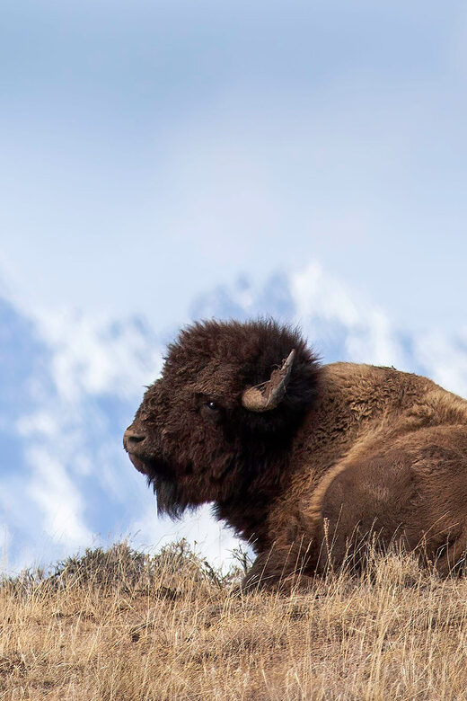 From Jackson: Grand Teton Sunset and Sightseeing Tour - Who Would Love This Tour?