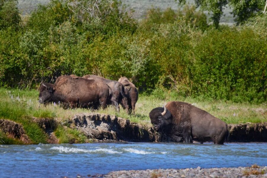 From Jackson: Half-Day Grand Teton National Park Tour - The Value of Guided Wildlife and Nature Viewing