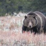 From Jackson: Yellowstone Day Tour Including Entrance Fee - Why This Tour Might Be Perfect for You