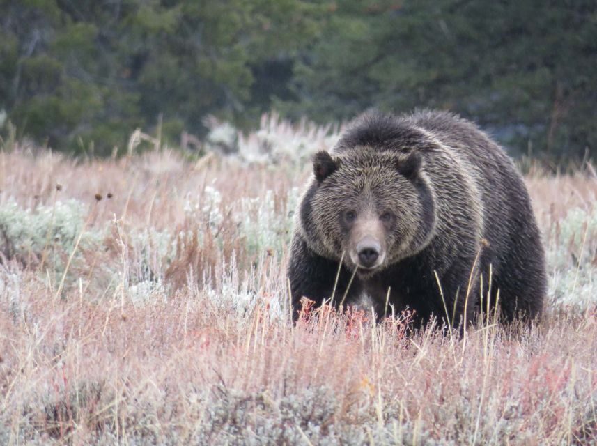 From Jackson: Yellowstone Day Tour Including Entrance Fee - Why This Tour Might Be Perfect for You