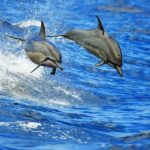 From Kona: Honokohau Sunset Boat Trip with Drinks and Snacks - Who Will Appreciate This Experience?
