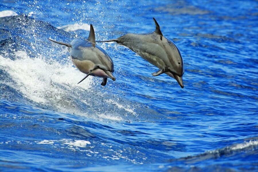 From Kona: Honokohau Sunset Boat Trip with Drinks and Snacks - Who Will Appreciate This Experience?