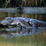 From Lafitte: Swamp Tours South of New Orleans by Airboat - Authentic Feedback from Travelers