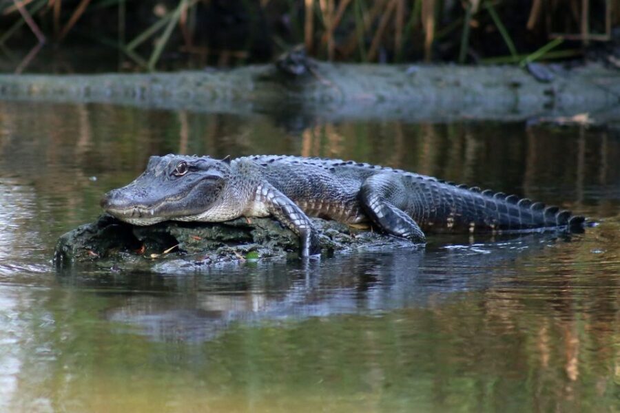 From Lafitte: Swamp Tours South of New Orleans by Airboat - Authentic Feedback from Travelers