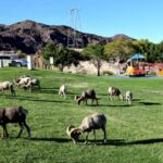 From Las Vegas: VIP Small-Group Hoover Dam Excursion - Why Choose the VIP Small-Group Hoover Dam Tour?