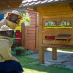 From Ljubljana: All About Bees - What You Can Expect from This Tour