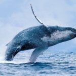 From Ma'alaea Harbor, Maui: Whale Watch Cruise Aboard Malolo - FAQ