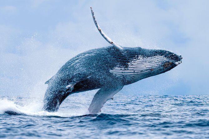 From Ma'alaea Harbor, Maui: Whale Watch Cruise Aboard Malolo - FAQ