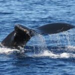 From Ma'alaea Harbor: Sunset Whale Watch Tour Aboard the Malolo - Genuine Traveler Insights