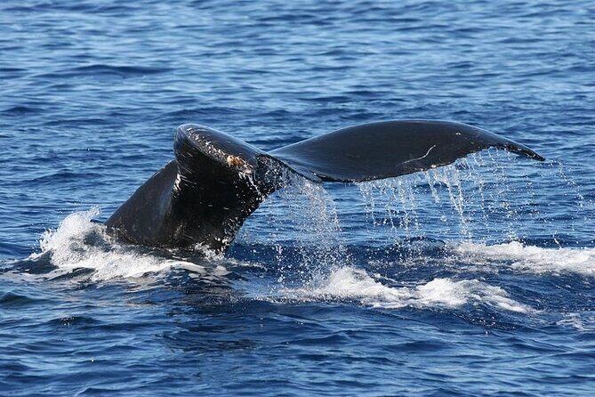 From Ma'alaea Harbor: Sunset Whale Watch Tour Aboard the Malolo - Genuine Traveler Insights