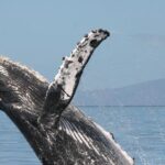 From Ma'alaea Harbor: Whale Watch Cruise Aboard the Malolo - Who This Tour Is Best For