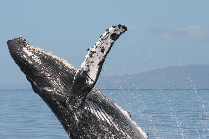 From Ma'alaea Harbor: Whale Watch Cruise Aboard the Malolo - Who This Tour Is Best For