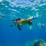 From Maalaea: Turtle Town 3-Hour Snorkel and Sail Adventure - Why This Tour Offers a Good Value