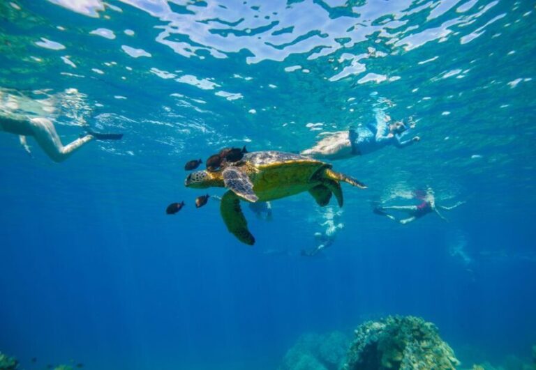 From Maalaea: Turtle Town 3-Hour Snorkel and Sail Adventure - Why This Tour Offers a Good Value