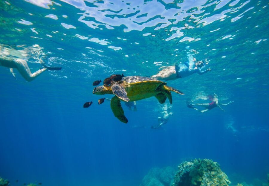 From Maalaea: Turtle Town 3-Hour Snorkel and Sail Adventure - Why This Tour Offers a Good Value