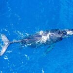 From Maalaea: Whale Watching Catamaran Cruise with Drinks - A Closer Look at the Itinerary