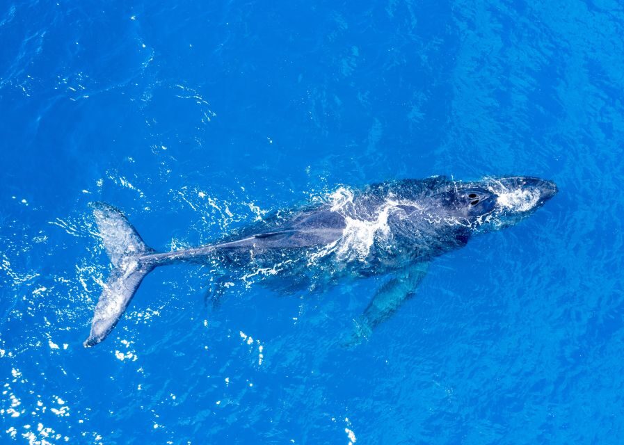 From Maalaea: Whale Watching Catamaran Cruise with Drinks - A Closer Look at the Itinerary